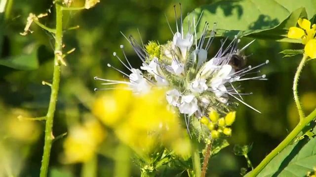 Разница выделения нектара медоносами