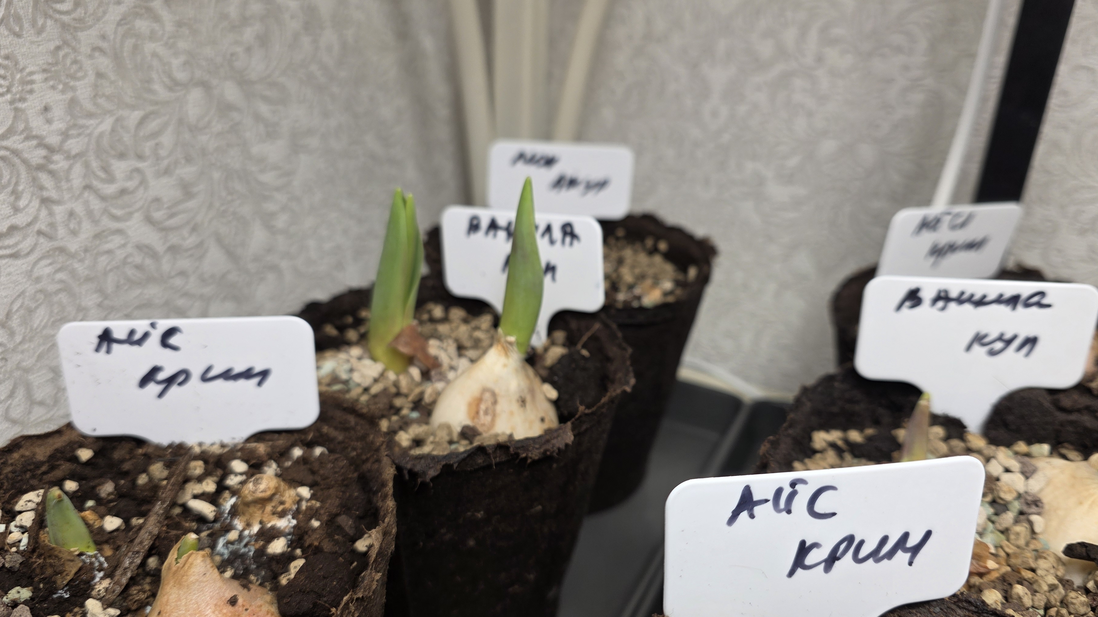 Московские плантации, тестирую луковицы подснежников с маркетплейса, и как растут тюльпаны дома