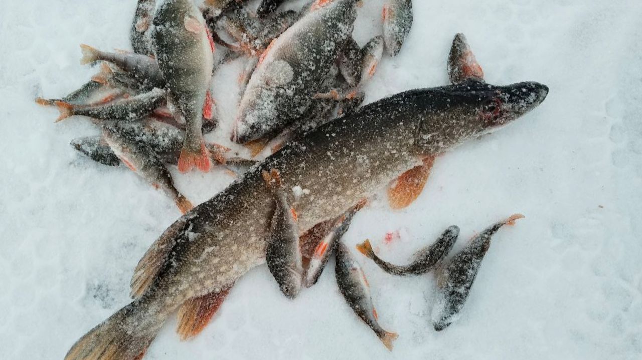 Ловля на зимнюю блесну. Наконец-то сработали жерлицы!