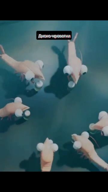 Диско-креветки