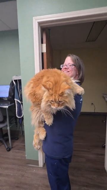 Самый большой кот - Теодор