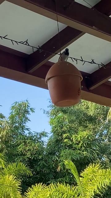 Шри Ланка. Унаватуна. Где размножаются воробьи?