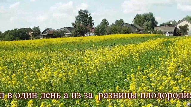 Разница роста медоносов на разных плодородиях почвы