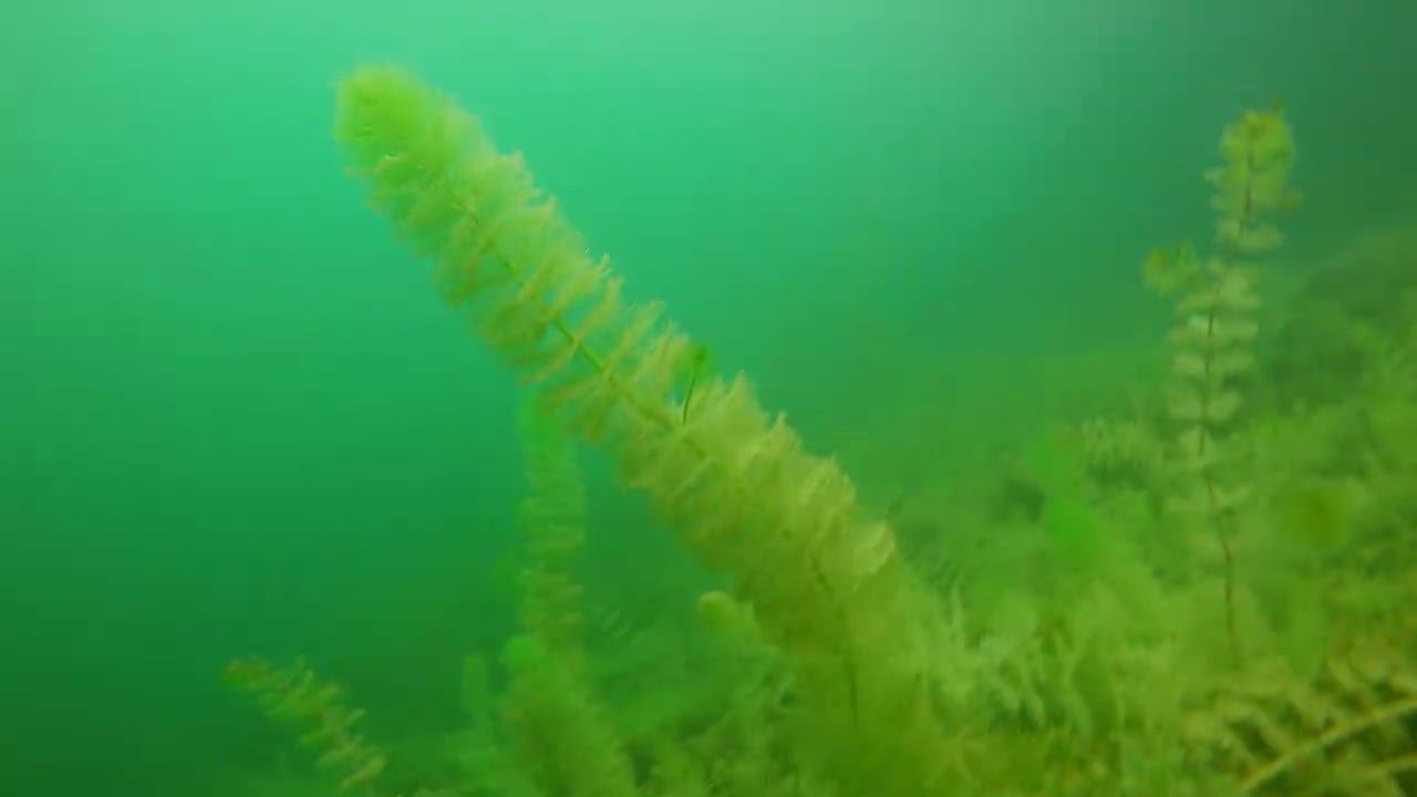 Жизнь есть Везде. Кожинский карьер ( Life is Everywhere. Kozhinsky quarry)