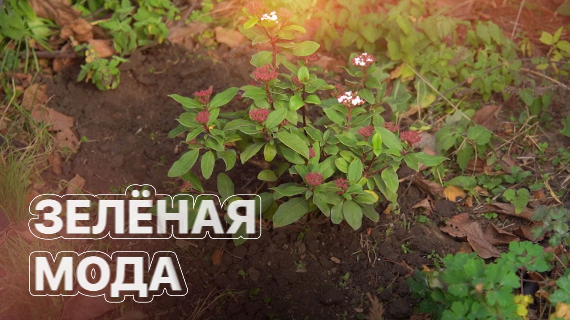 Как сочетать декоративные растения на участке? ЗЕМЛЕХОД