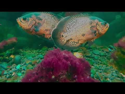 мои астронотусы Капелька и Звёздочка