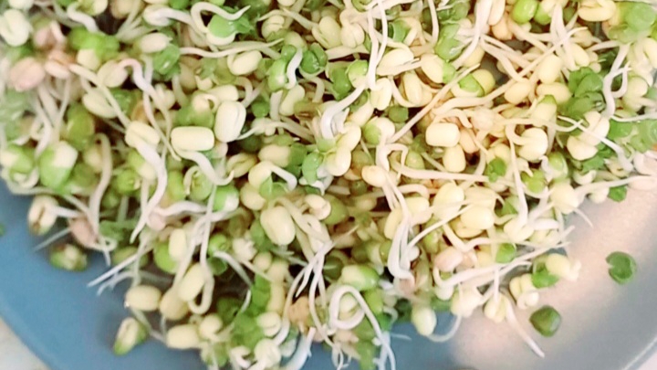 Бобы маш проращивание