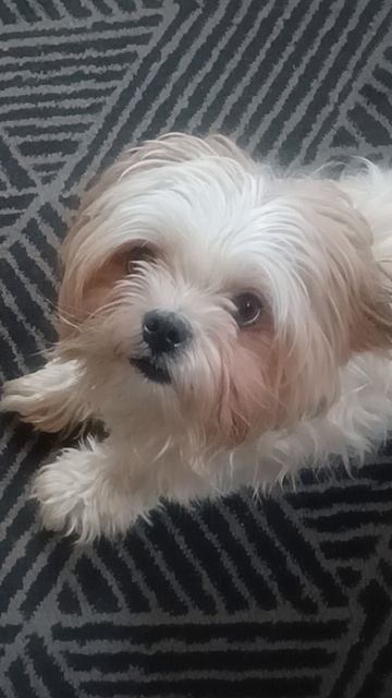 Моди  - кувырок и голос