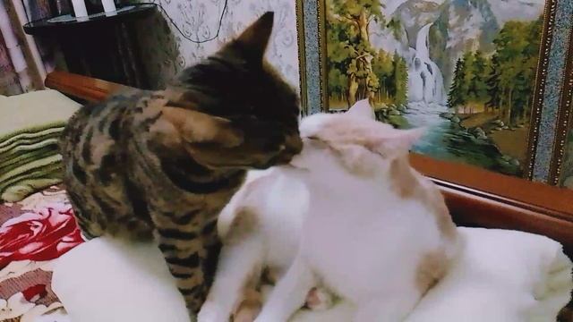 Милота♥️🙏♥️!!!🙏