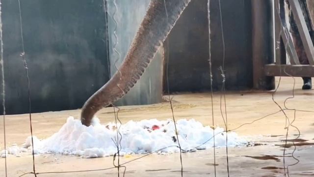 ❄️ С наступлением зимы наши слоны тоже потребовали снега: -Всем даете с ним поиграть! Мы тоже хотим!