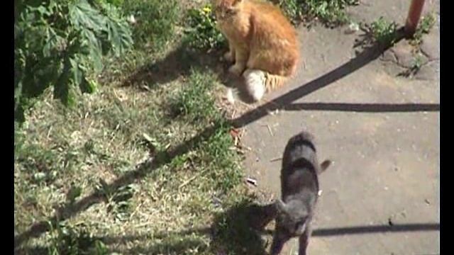 Кошачьи разборки. Психологическая победа. 26.05.2007