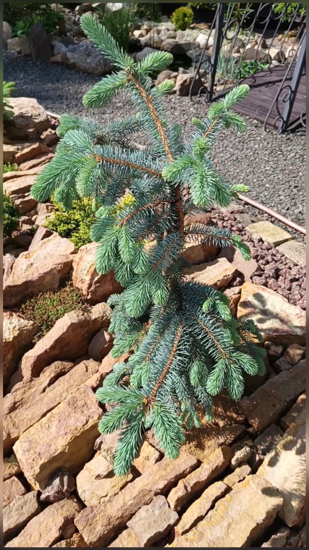 Ель колючая Блюз ( Picea pungens The Blues )