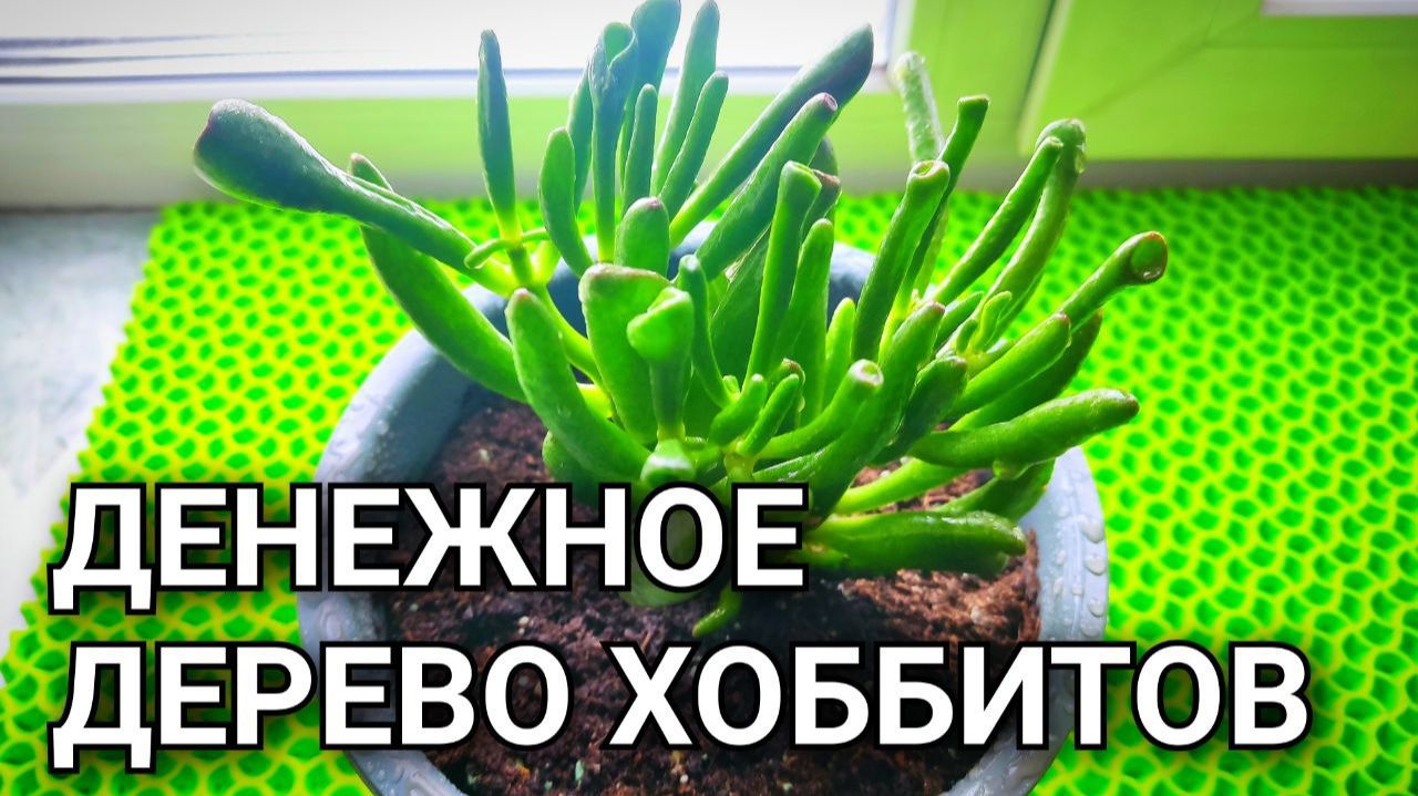 ДЕНЕЖНОЕ ДЕРЕВО ХОББИТОВ: эксперт делится секретами выращивания и размножения 🌱