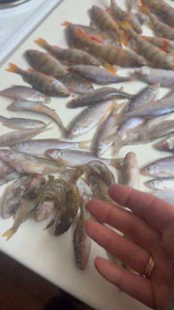 Если не гоняем зайца то ловим рыбу🐟🐟🐟