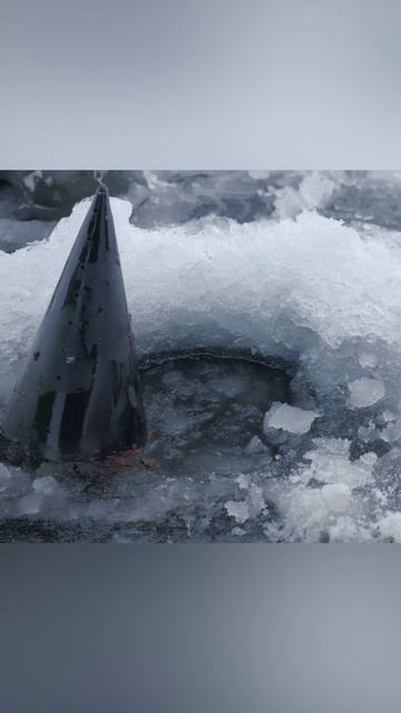 Как прикармливать леща