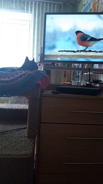 Бусинка и телевизор