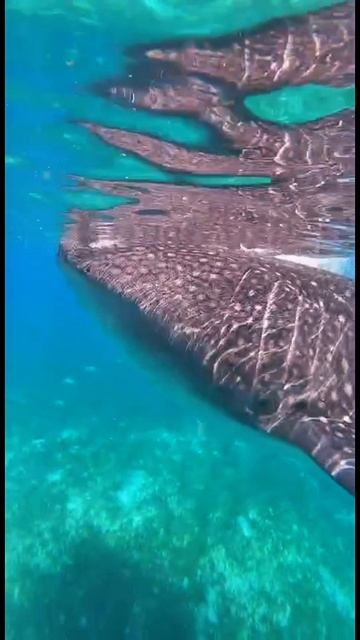 Китовые акулы. Ослоб, о. Себу, филиппины.