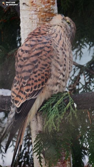 Пустельга. Ленинградский зоопарк