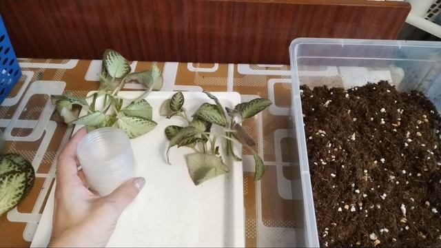 Черенкую Эписцию.