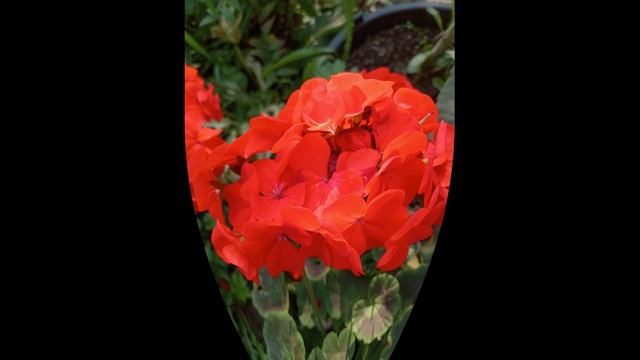 ПЕЛПРГОНИЯ ЗОНАЛЬНАЯ.  КАКОЙ СОРТ  ВЫБРАТЬ?