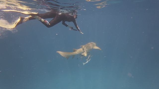 Плавание с акулами-няньками