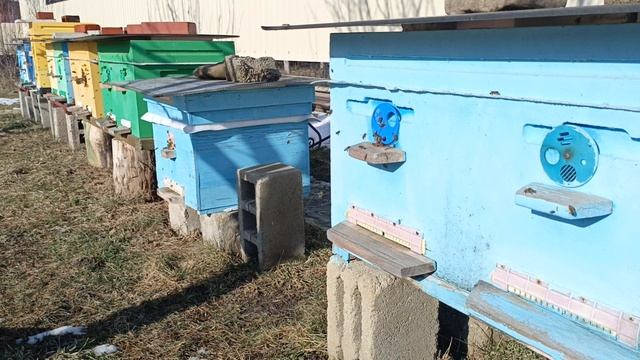 28-01-2026 очистительный облёт пчёл