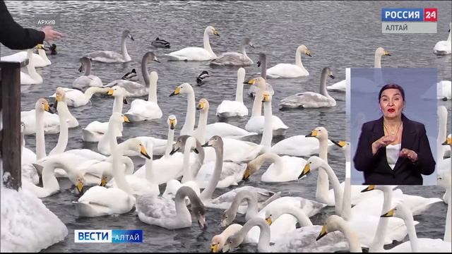 «Вести Алтай» за 28 января 2026 года с сурдопереводом