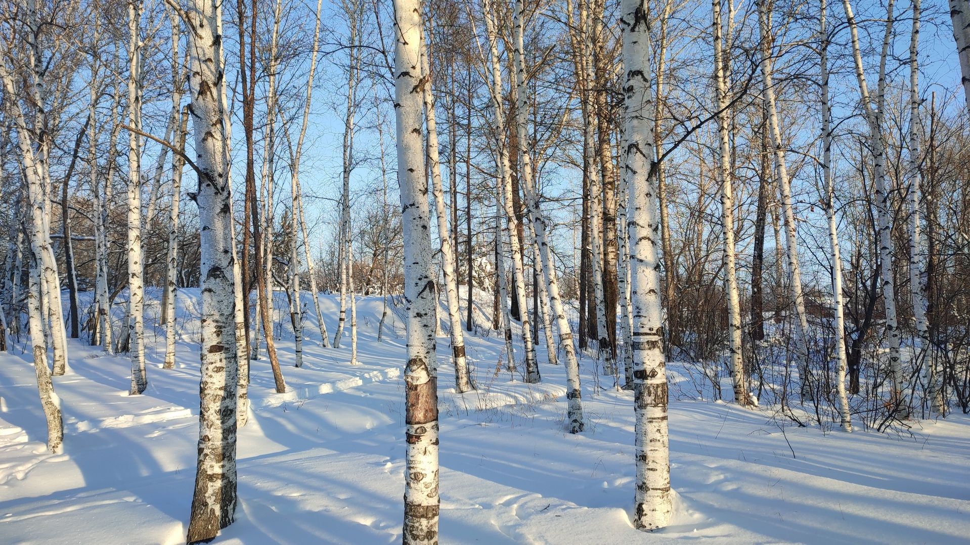Зимние берёзки