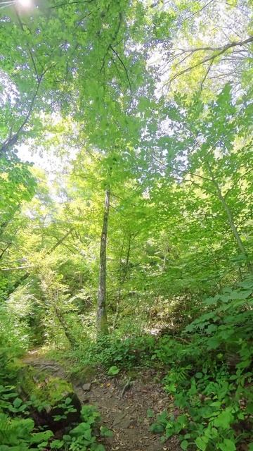 Свирское ущелье. Лазаревское. Сочи. Август 2025. INSTA360 X5. Ч31.