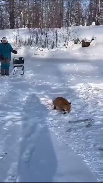 Лиса она как жена