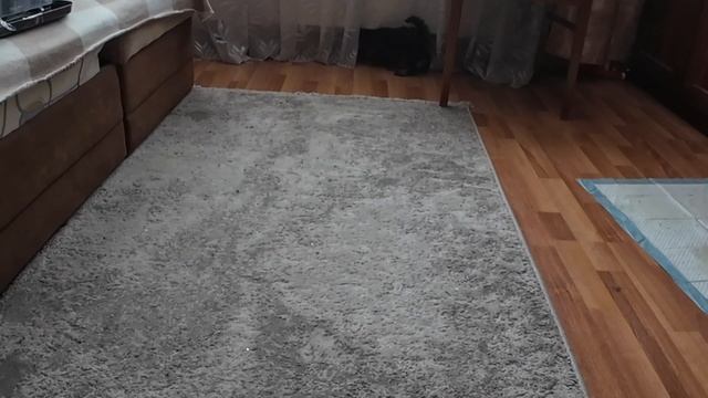 22.01.26 Убираю ёлку и играю с Бусинкой