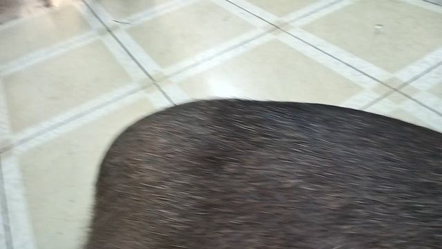 КАПИБАРА. БОЛЬШАЯ ВОДОСВИНКА