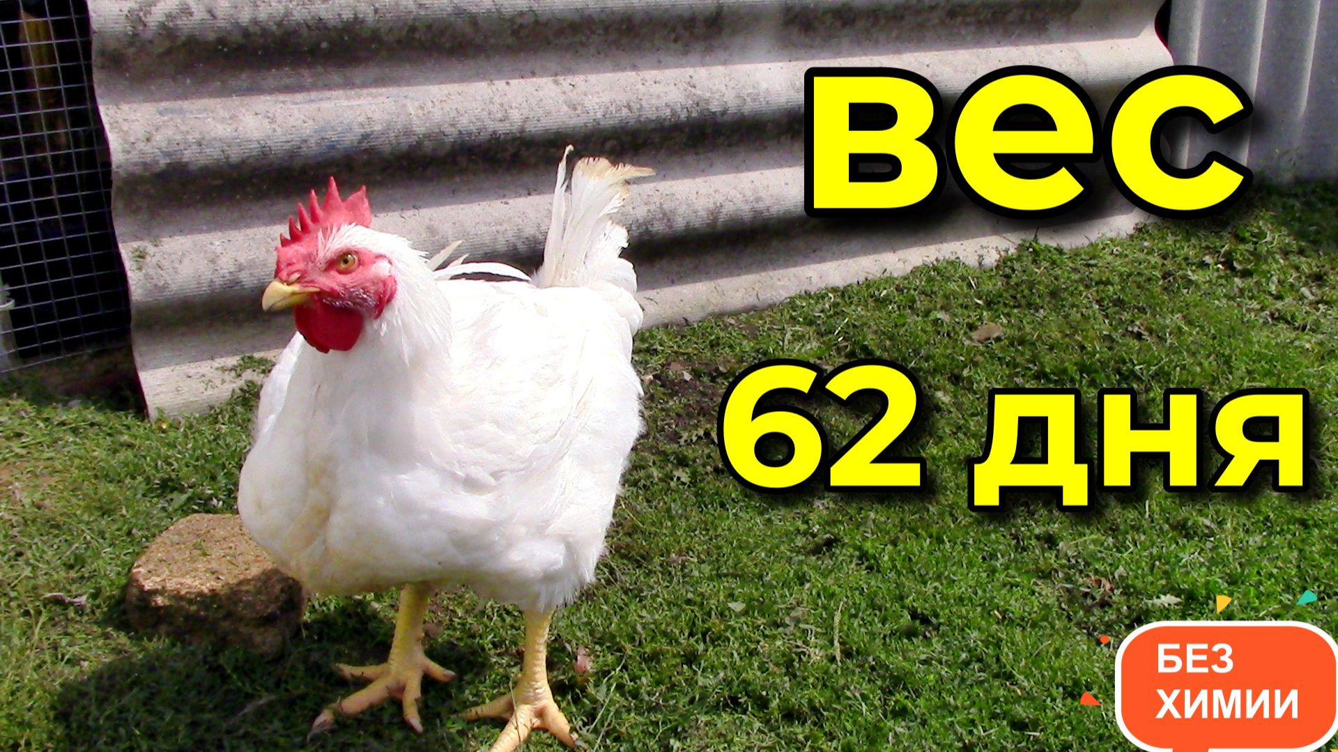 Бройлеры без антибиотиков | Вес в 62 дня