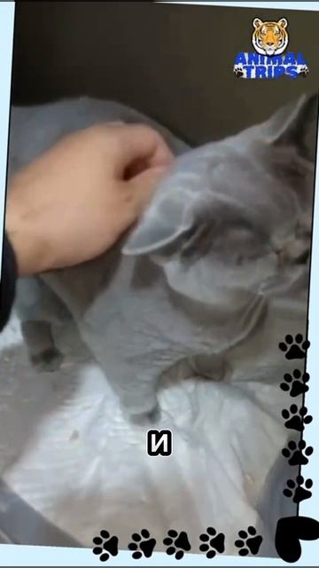 Кошка Соня из Беларуси в Италию 🇧🇾✈️🇮🇹 | Международная перевозка животных