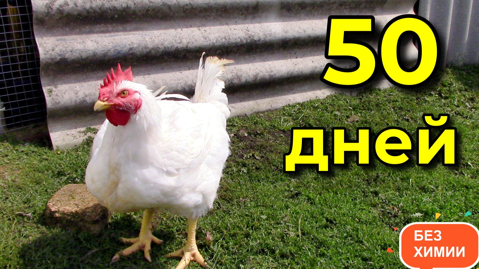 Бройлеры 50 дней | Забой и вес потрошёных кур | Реальные результаты