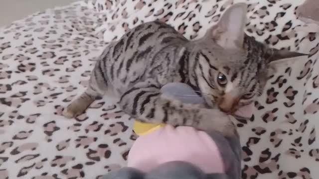 Муся поймала мышку😊😊😊