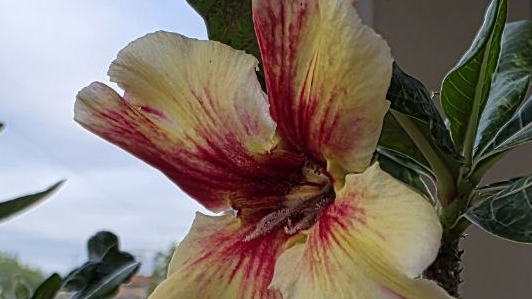 Создаю сад адениумов дома, и новые факты о бутылочном дереве