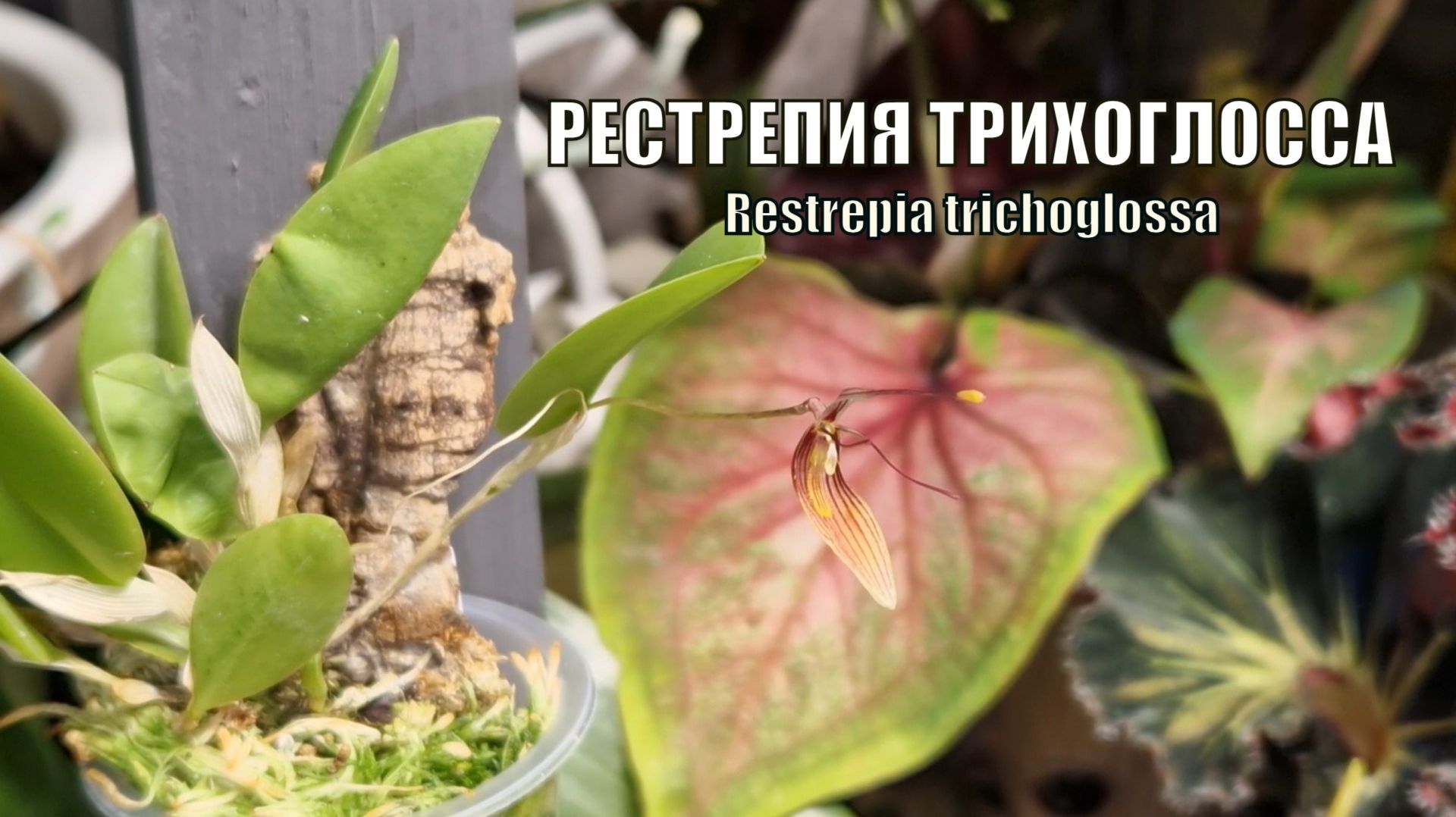 Думала это невозможно. Грандиозное событие в оранжерее. Зацвела рестрепия трихоглосса