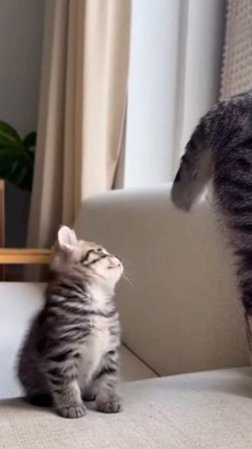 Мама, я свалився