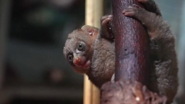 Детёныш древесной обезьяны