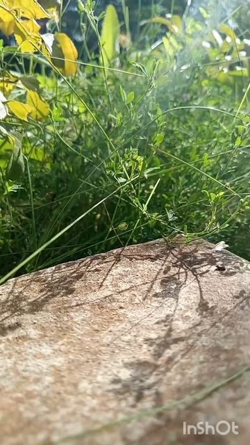 Один день на даче.mp4