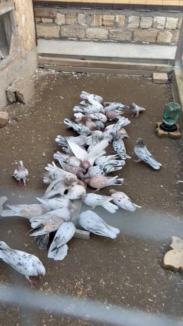 Мраморные Бакинские Голуби!