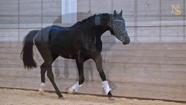 NEVERLAND’S ROYAL FLASH