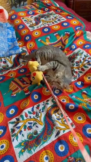 Котик развлекается🐱🐈😍🤩🎉