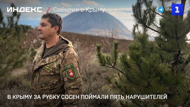 В Крыму за рубку сосен поймали пять нарушителей
