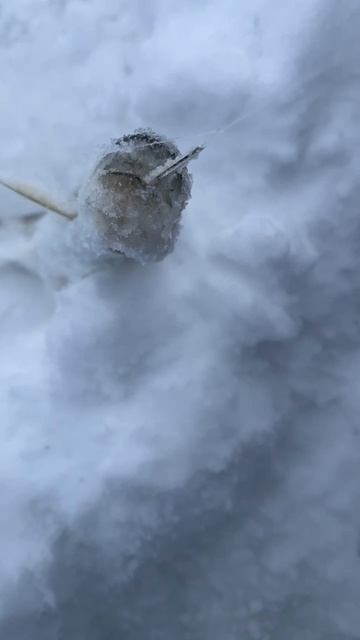 Зубарь и навага на «Питерскую» от Mr. Musurok!