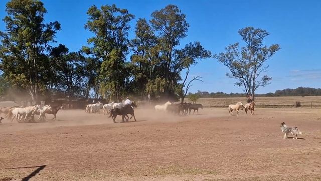 Приехали на аргентинское ранчо, знакомство с лошадками