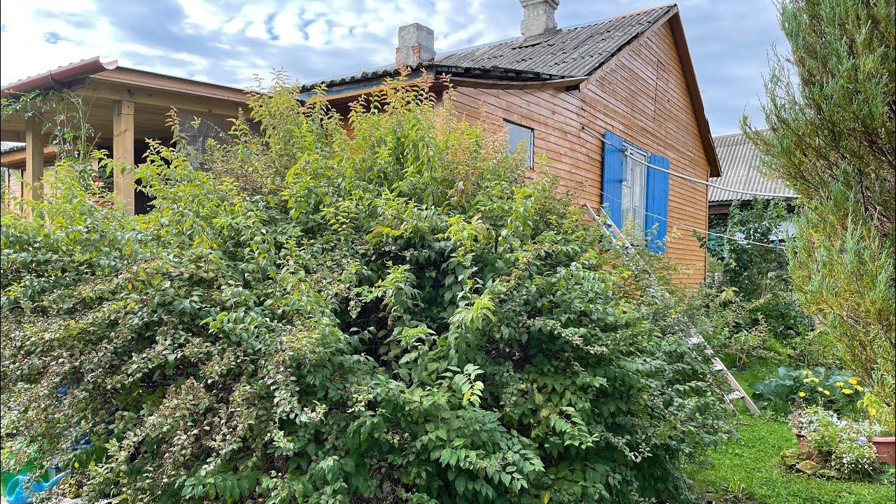 Стрижка кустов спиреи в августе.