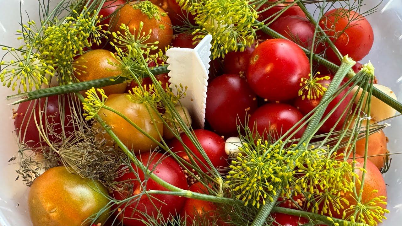 24.08.25 КВАСИМ помидоры. Убрала часть кустов томатов.