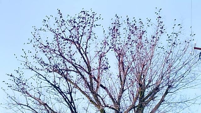 Скворцы на дереве VID_20260128_160753